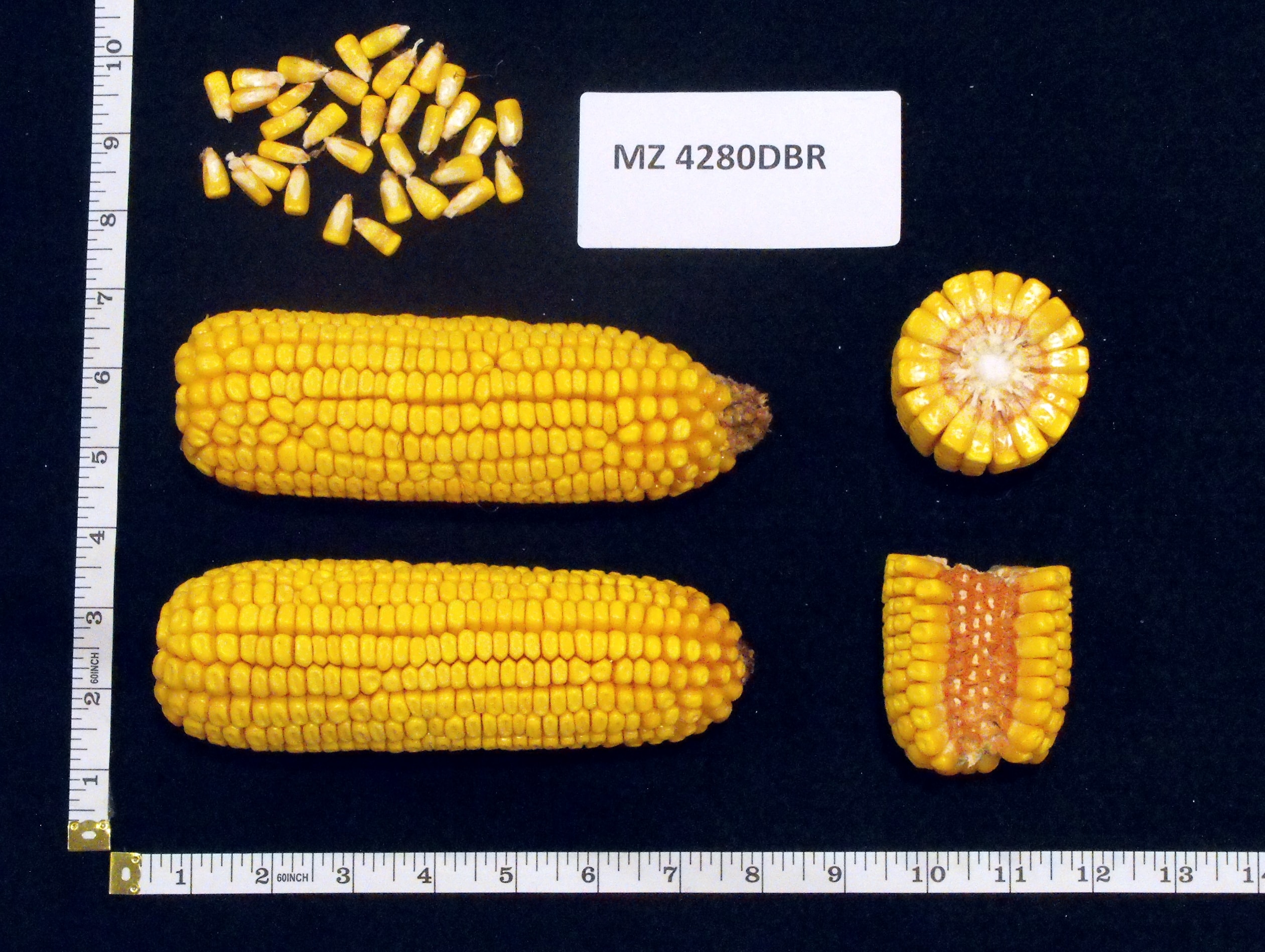 MZ 4280DBR - Maizex Seeds Inc.