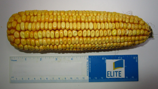 E49K32 R - Maizex Seeds Inc.
