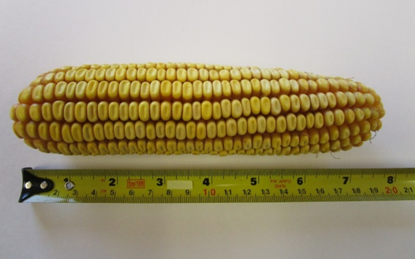 E52V92 R - Maizex Seeds Inc.