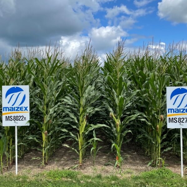 Bienvenue - Maizex Seeds Inc.