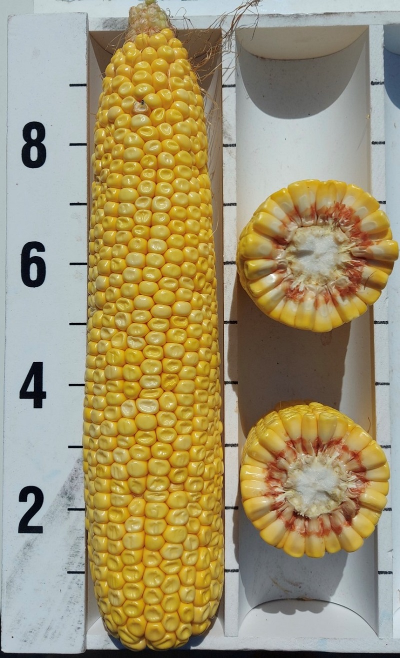 Kernel Mass vs. Kernel Number Explained - Maizex Seeds Inc.