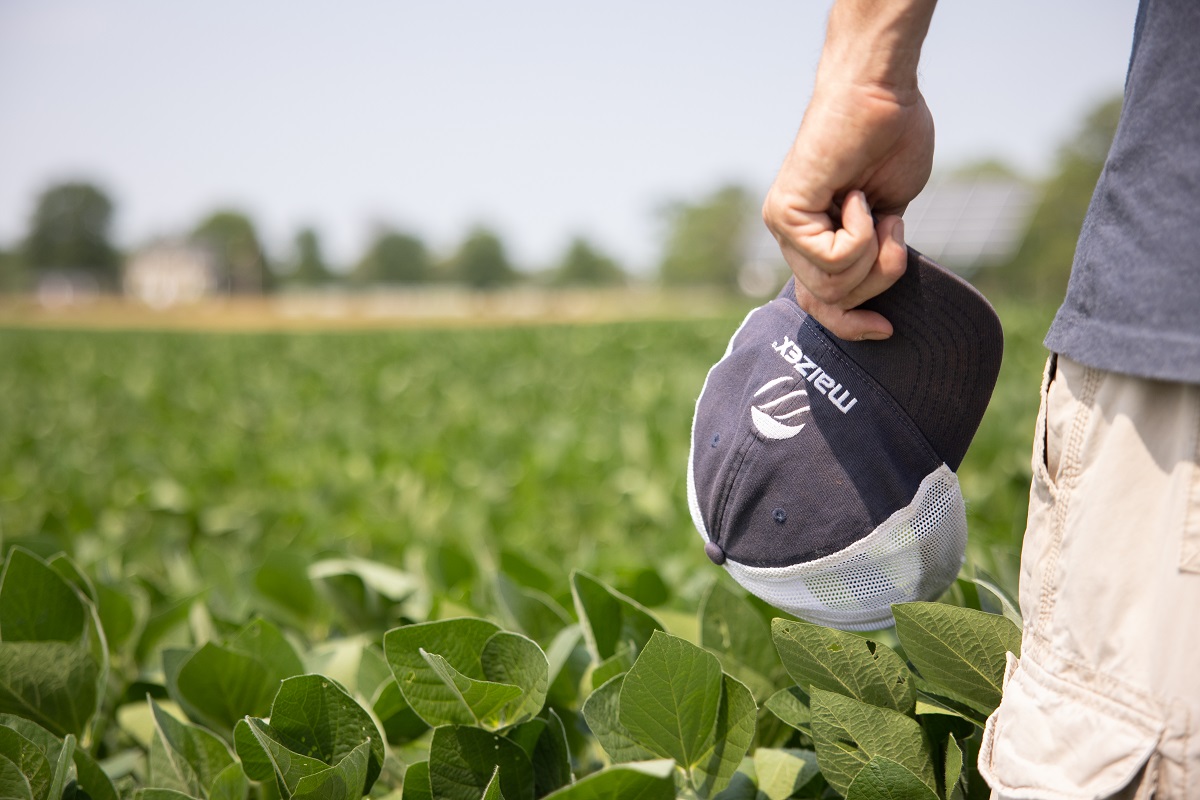 Smart Soybean Selection - Maizex Seeds Inc.