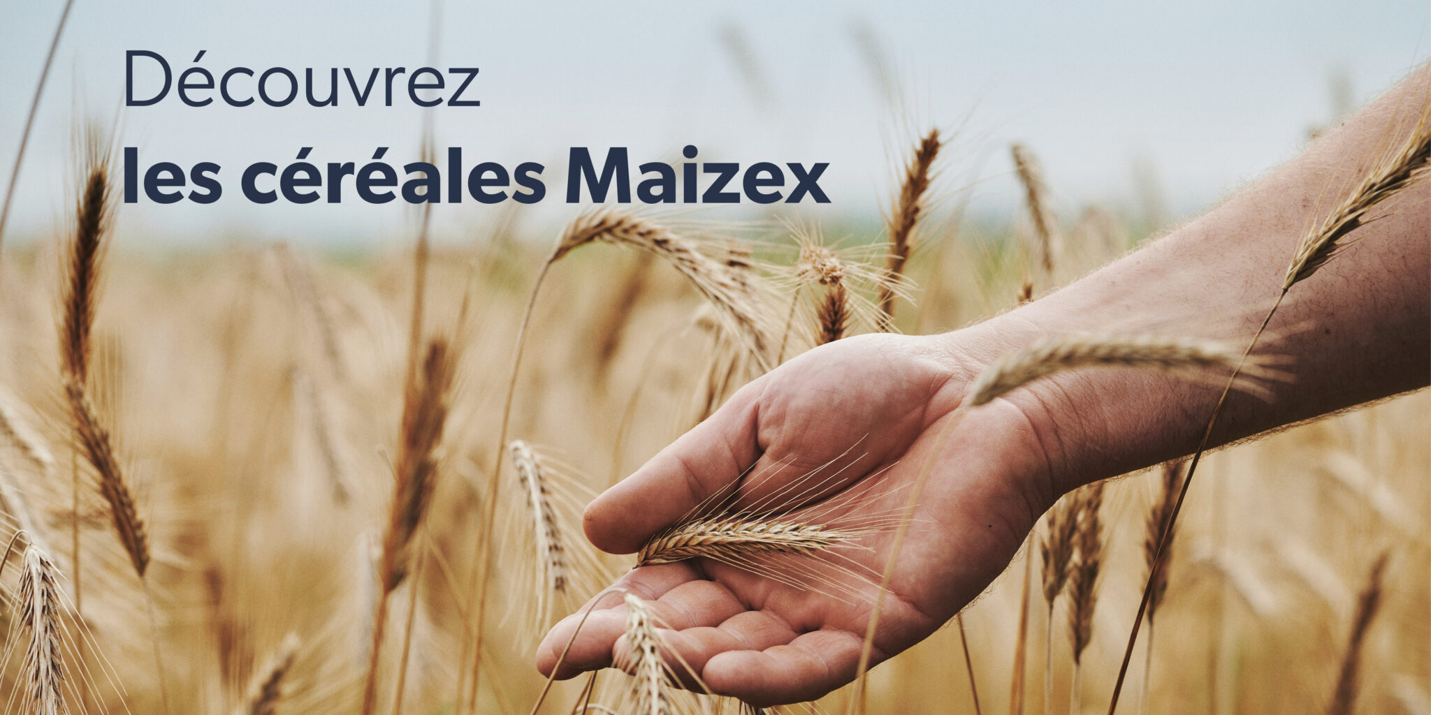 Céréales - Maizex Seeds Inc.