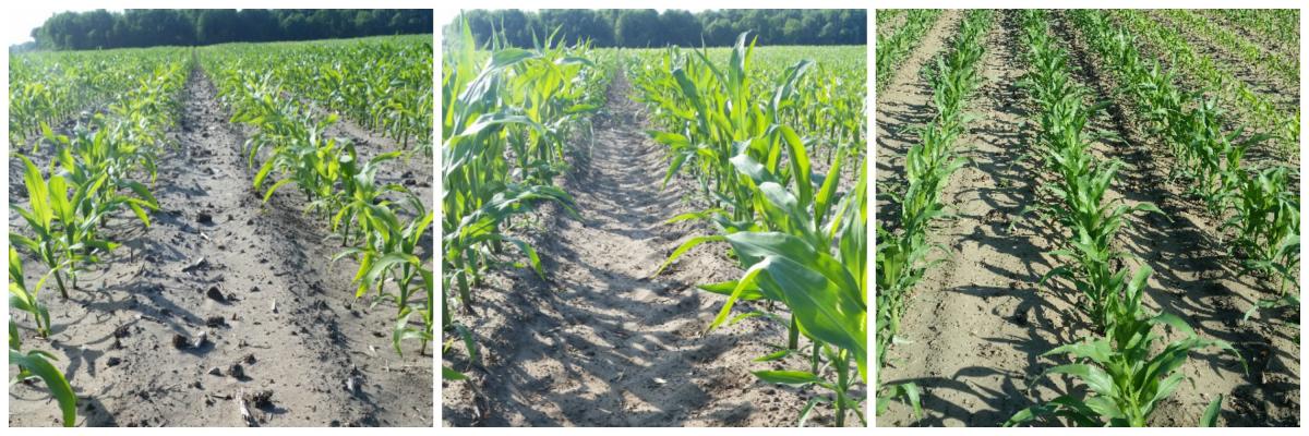 Manganese Deficiency - Maizex Seeds Inc.