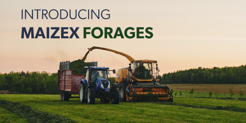 Forages - Maizex Seeds Inc.